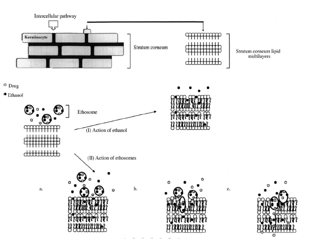 A Review on Development and Characterization of Ethosomes – A Novel ...